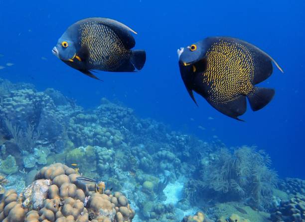 500+ French Angelfish Stock Photos, Pictures & Royalty-Free Images - iStock 500+ French Angelfish Stock Photos, Pictures & Royalty-Free Images - iStock