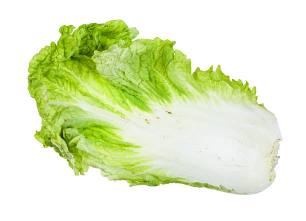 Free picture: napa, cabbage, brassica rapa, subsp pekinensis
