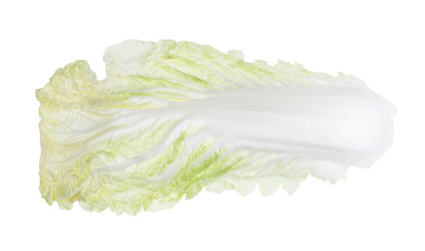 Free picture: napa, cabbage, brassica rapa, subsp pekinensis