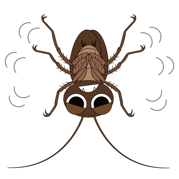 210 Cute Cockroach Clip Art Stock Illustrations Royalty Free Vector Graphics And Clip Art Istock