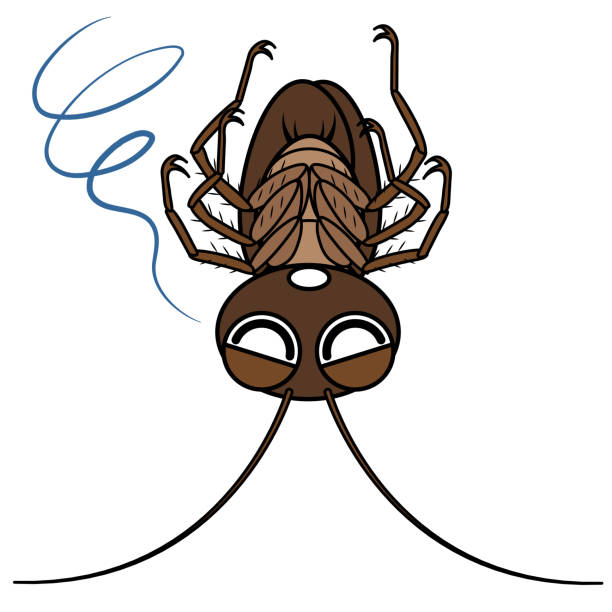 180 Cute Cockroach Clip Art Illustrations Royalty Free Vector Graphics And Clip Art Istock