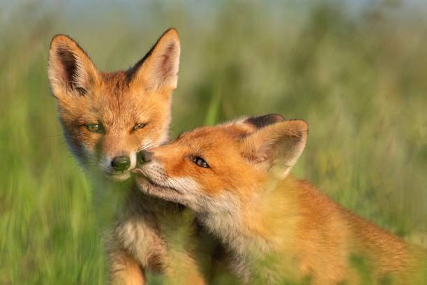 Baby Fox Pictures | Download Free Images on Unsplash