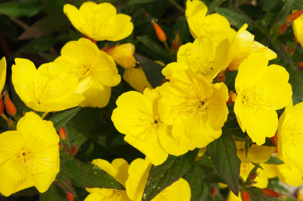 Free picture: yellow, fireworks, sundrops, oenothera fruticosa, flower