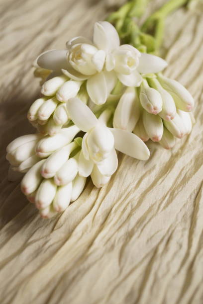 Tuberose Pictures | Download Free Images on Unsplash