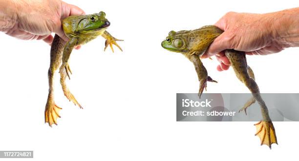 Dua Gambar Yang Ditumpuk Fokus Dari Bullfrog Besar Amerika Yang ... Dua Gambar Yang Ditumpuk Fokus Dari Bullfrog Besar Amerika Yang ...