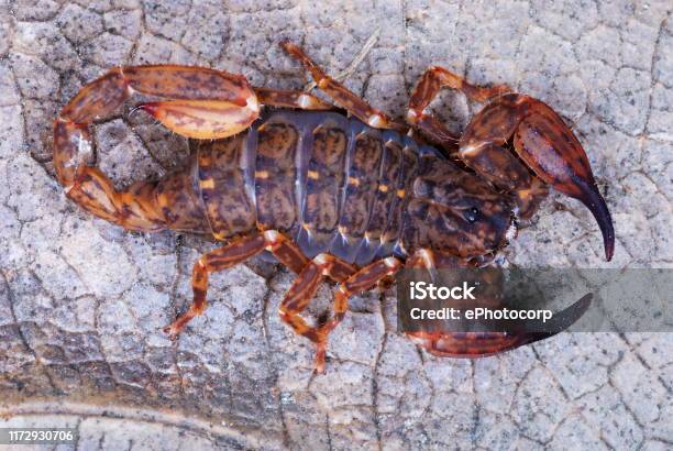 Chaerilus Pictusfemale An Extremely Rare Species Of Scorpion These Are Restricted To The
