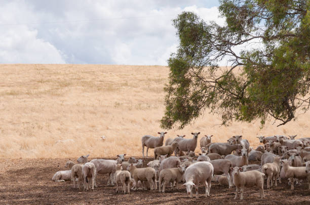 Free picture: dry grass, sheep, tree, animal, wool
