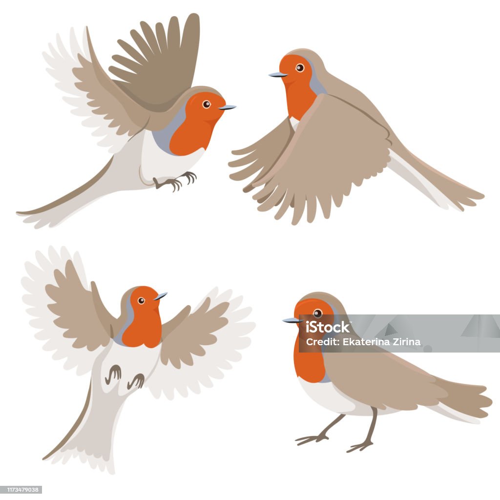 Ilustración De Robin Bird Aislado Sobre Fondo Blanco Gráficos