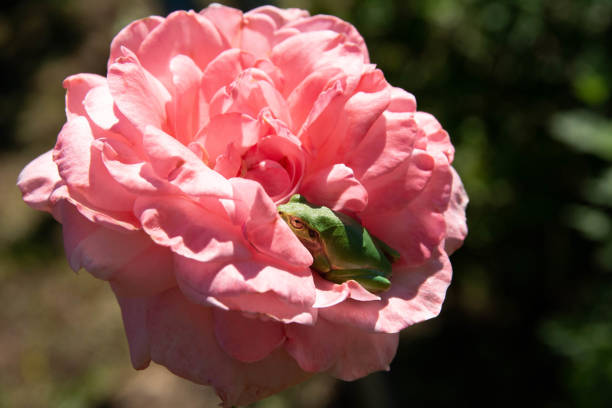 Tree Frog Rose'S Hideout Nature - Free photo on Pixabay