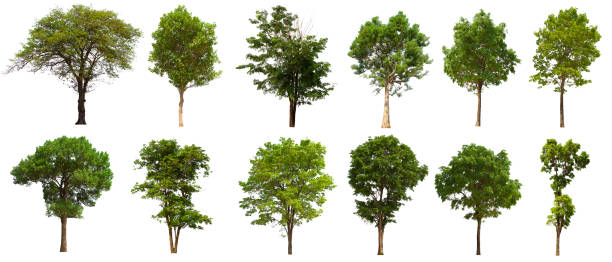 500+ Green Tree Pictures [HD] | Download Free Images on Unsplash