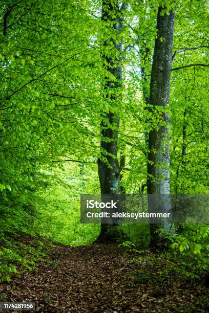 Photo Libre De Droit De Paysage De Forêt Dété Forêt De Hêtres Verts