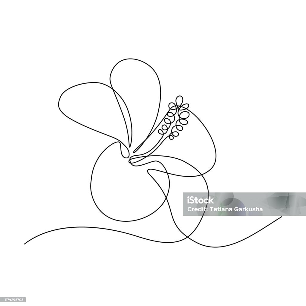Hibiscus Flower Stock Illustration Download Image Now Flower Line