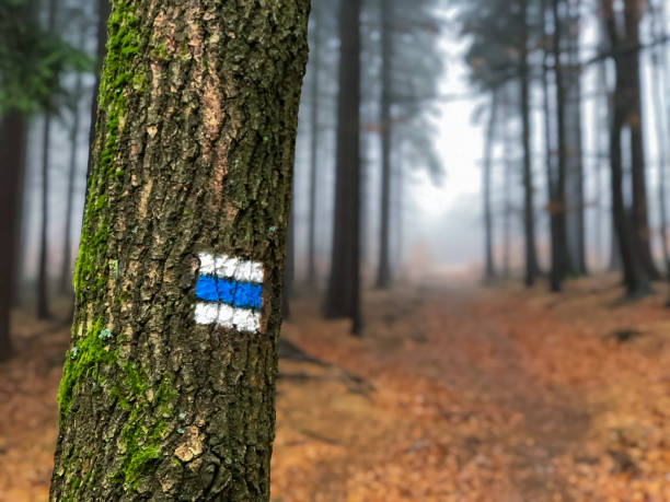 Marked tree in forest – free photo on Barnimages