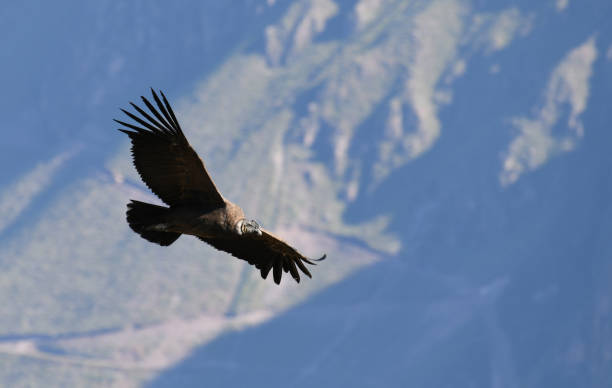 Free picture: nature, wildlife, wild, bird, tree, outdoor, animal, condor