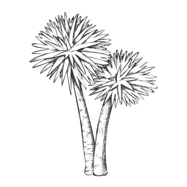 70+ Sabal Palm Tree Stock Illustrations, Royalty-Free Vector Graphics ... 70+ Sabal Palm Tree Stock Illustrations, Royalty-Free Vector Graphics ...