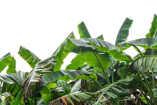 Daun Pisang Hijau Tekstur Dedaunan Tropis Hijau Terisolasi Di Latar