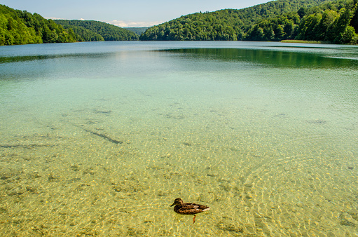 Fauna De Lagos De Plitvice Patos Y Peces En Aguas Cristalinas Foto de ... Fauna De Lagos De Plitvice Patos Y Peces En Aguas Cristalinas Foto de ...