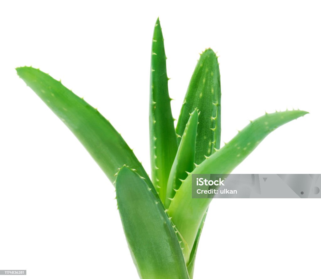 Daun Hijau Tanaman Lidah Buaya Merapatkan Pada Latar Belakang Putih