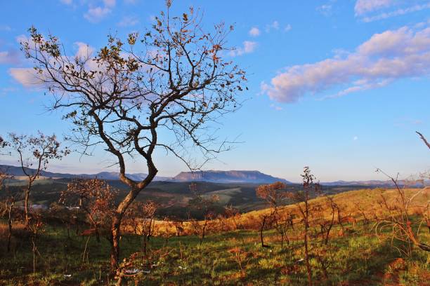 Cerrado Pictures | Download Free Images on Unsplash