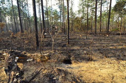 Free picture: gopher, tortoise, burrow, habitat, gopherus, polyphemus Free picture: gopher, tortoise, burrow, habitat, gopherus, polyphemus