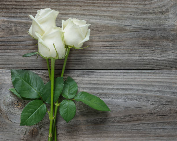 Free Stock Photo of White Rose With Green Leaves on Wooden Background ...