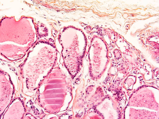 Intact Hymen Photos, Download The BEST Free Intact Hymen Stock Photos ...