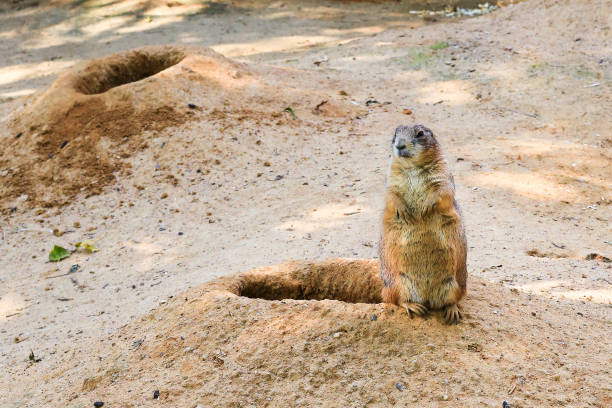Free picture: male, prairie, dog, scene, hind legs