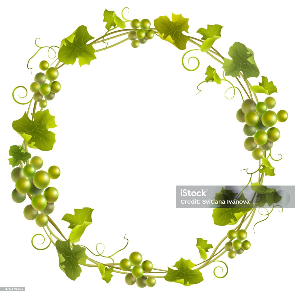 Green Grape Wreath Round Green Frame Bunches Of Grapes Stock ... Green Grape Wreath Round Green Frame Bunches Of Grapes Stock ...