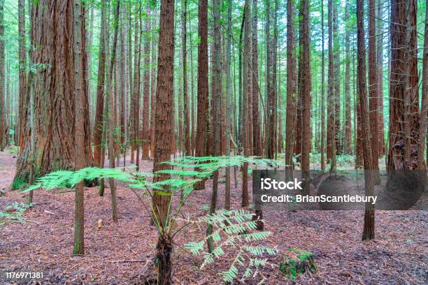 Stock Fotografie Rozptýlená Kapradina A Další Malé Stromy Rostou Na