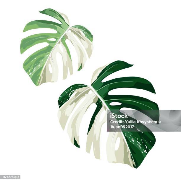 Plante Tropicale De Monstera De Feuille Disolement Sur Le Fond Blanc