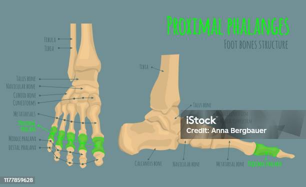 Voet Botten Anatomie Stockvectorkunst En Meer Beelden Van Anatomie
