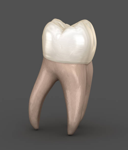 Dental anatomy - First maxillary molar tooth. Medically accurate dental ...