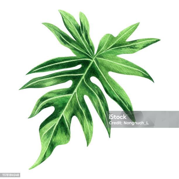 Feuilles Vertes De Peinture Daquarelle Feuille De Palmier Disolement