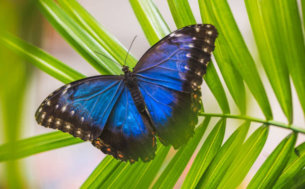 Free Stock Photo of Blue Butterfly Perched on Green Leaf | Download ...