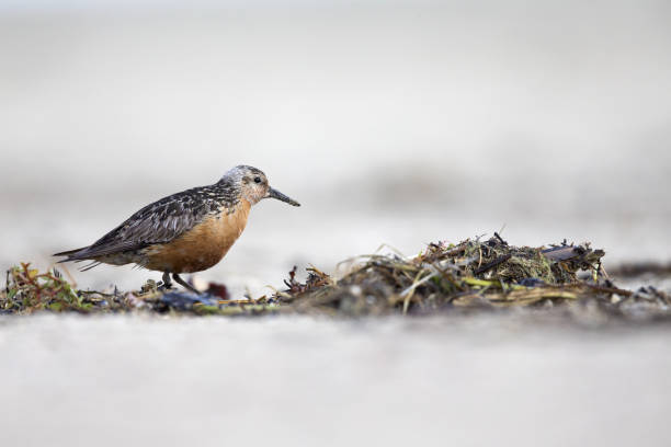 Free picture: calidris canutus rufa, red, knot, birds