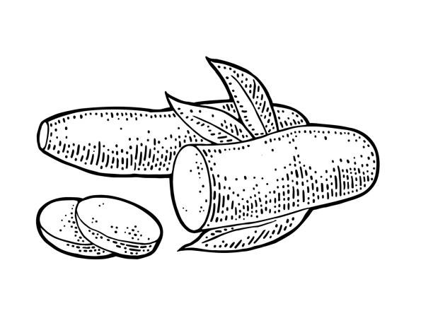 100 Hoja De Yuca Ilustraciones De Stock Gráficos Vectoriales Libres De Derechos Y Clip Art