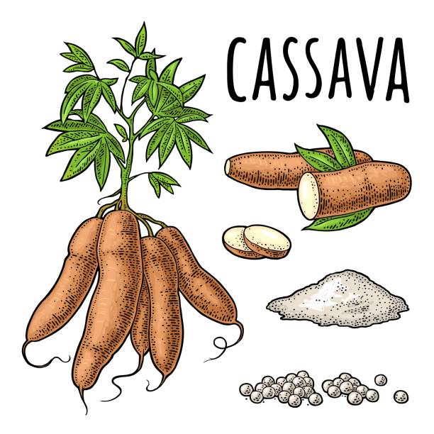 530 Cassava Illustrations Royalty Free Vector Graphics And Clip Art