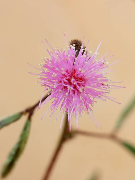 110 Pohon Mimosa Foto Foto Foto Stok Potret And Gambar Bebas Royalti