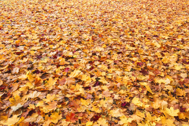 Free Stock Photo of Colorful mix of autumn leaves on the ground ...