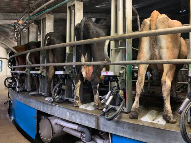 140+ Milking Cows New Zealand Stock Photos, Pictures & Royalty-Free ... 140+ Milking Cows New Zealand Stock Photos, Pictures & Royalty-Free ...