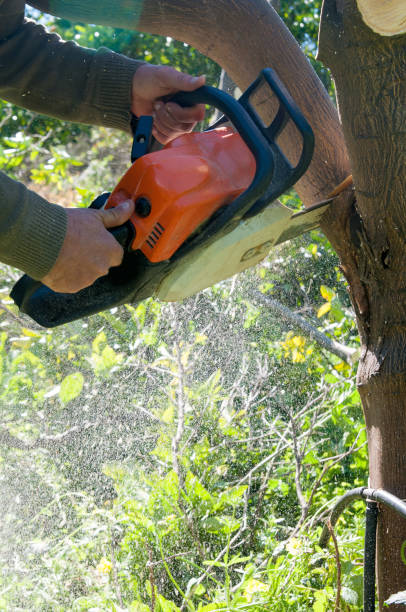 50+ Pruning Orange Trees Stock Photos, Pictures & Royalty-Free Images ... 50+ Pruning Orange Trees Stock Photos, Pictures & Royalty-Free Images ...