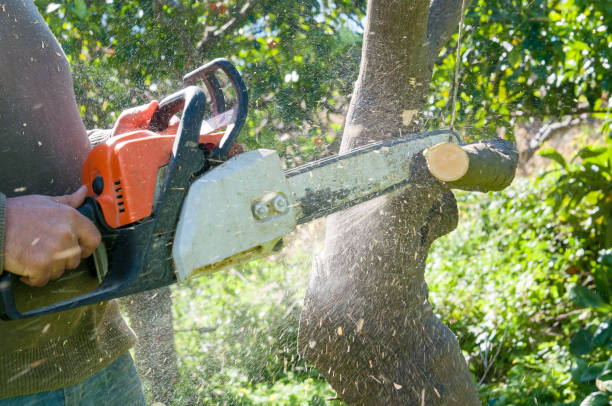 50+ Pruning Orange Trees Stock Photos, Pictures & Royalty-Free Images ... 50+ Pruning Orange Trees Stock Photos, Pictures & Royalty-Free Images ...