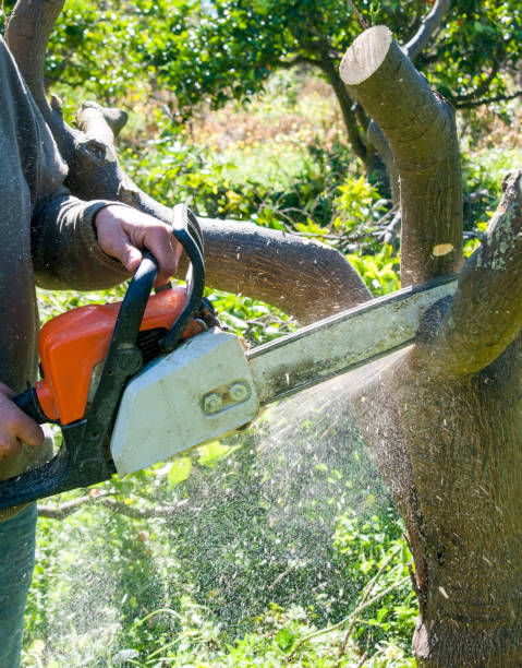 50+ Pruning Orange Trees Stock Photos, Pictures & Royalty-Free Images ... 50+ Pruning Orange Trees Stock Photos, Pictures & Royalty-Free Images ...