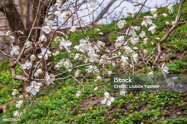 Stora Rosa Och Vita Magnolia Träd Blommar I En Park På En Vårdag-foton ... Stora Rosa Och Vita Magnolia Träd Blommar I En Park På En Vårdag-foton ...
