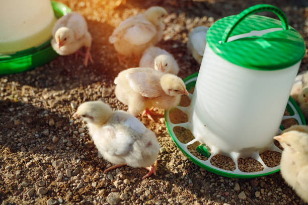 Free Stock Photo of Baby Chicks in Chicken House | Download Free Images ...