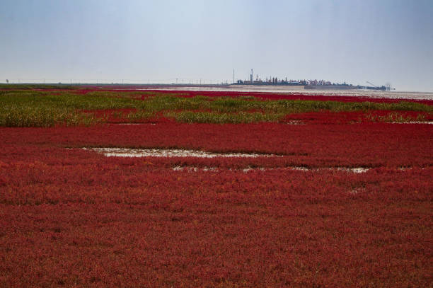 Red Beach Pictures | Download Free Images on Unsplash