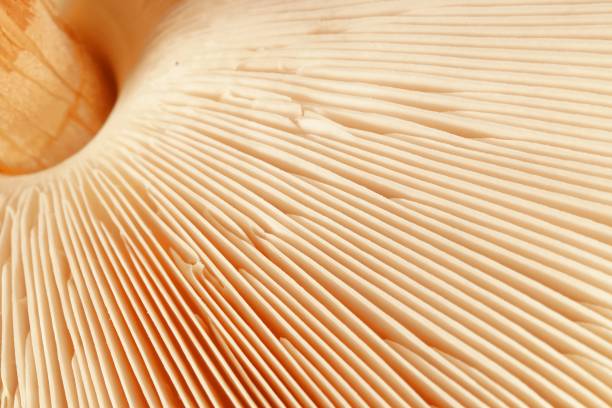 30k+ Mushroom Texture Pictures | Download Free Images on Unsplash
