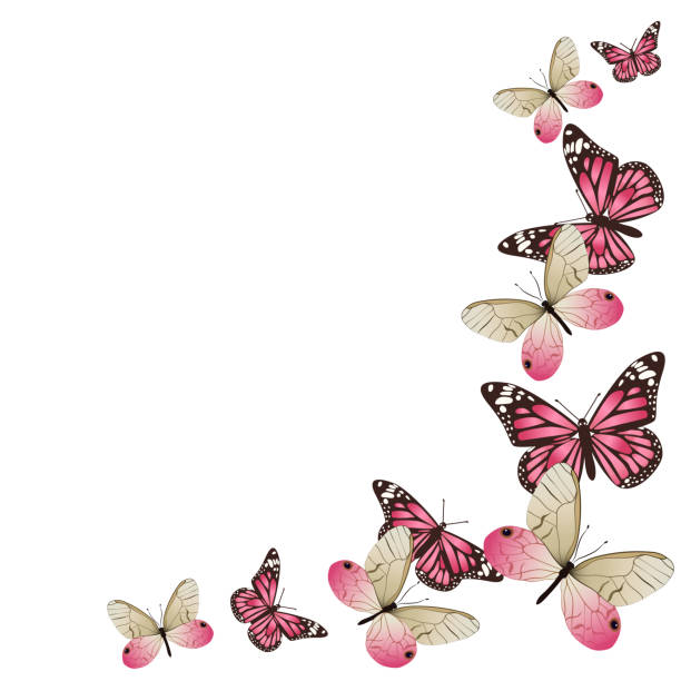 Butterfly Clip Art Border