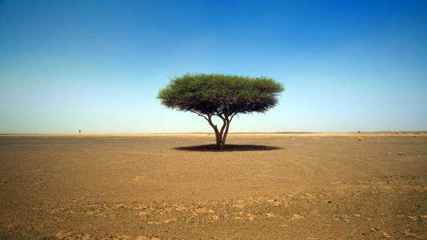 500+ Desert Tree Pictures | Download Free Images on Unsplash