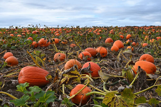 Autumn Pumpkin Harvest – Free Nature Stock